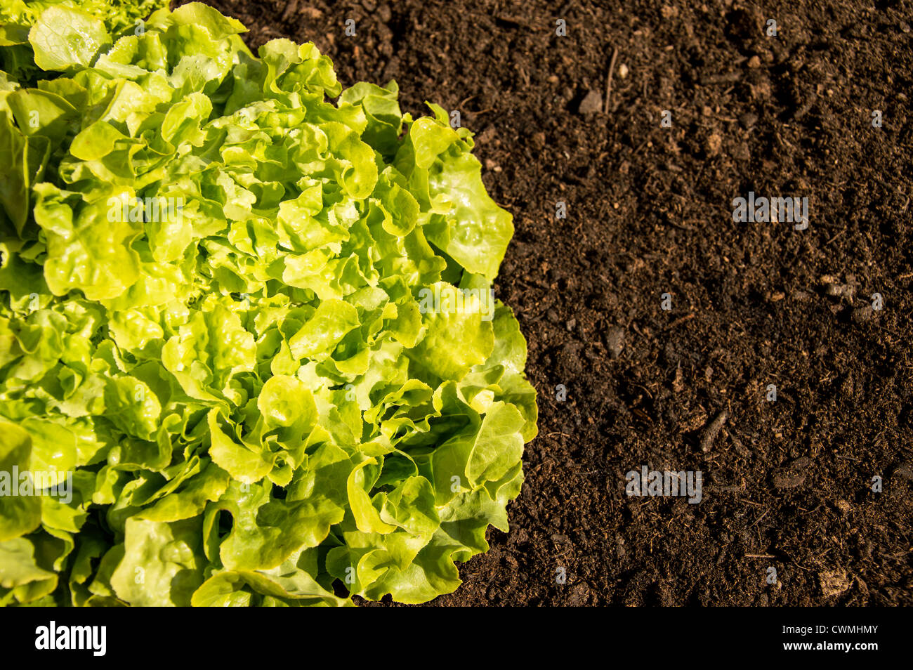 Fresh Lettuce in the Garden photographed from the top Stock Photo - Alamy