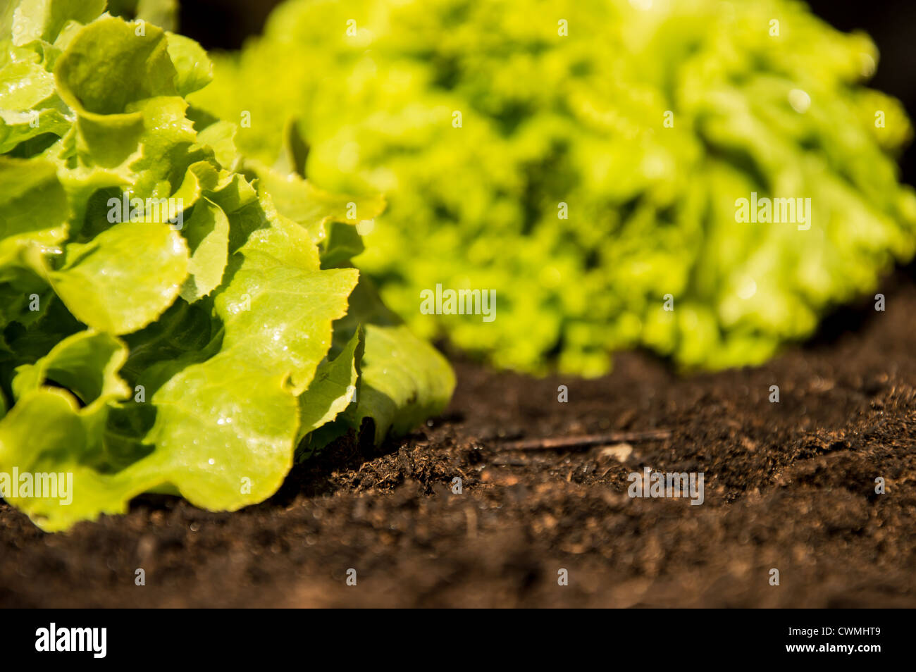 Fresh Lettuce in the Garden photographed from the side Stock Photo - Alamy