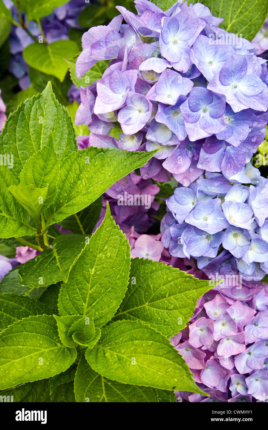 Hydrangea macrophylla / hortensis / hortenzie Stock Photo - Alamy