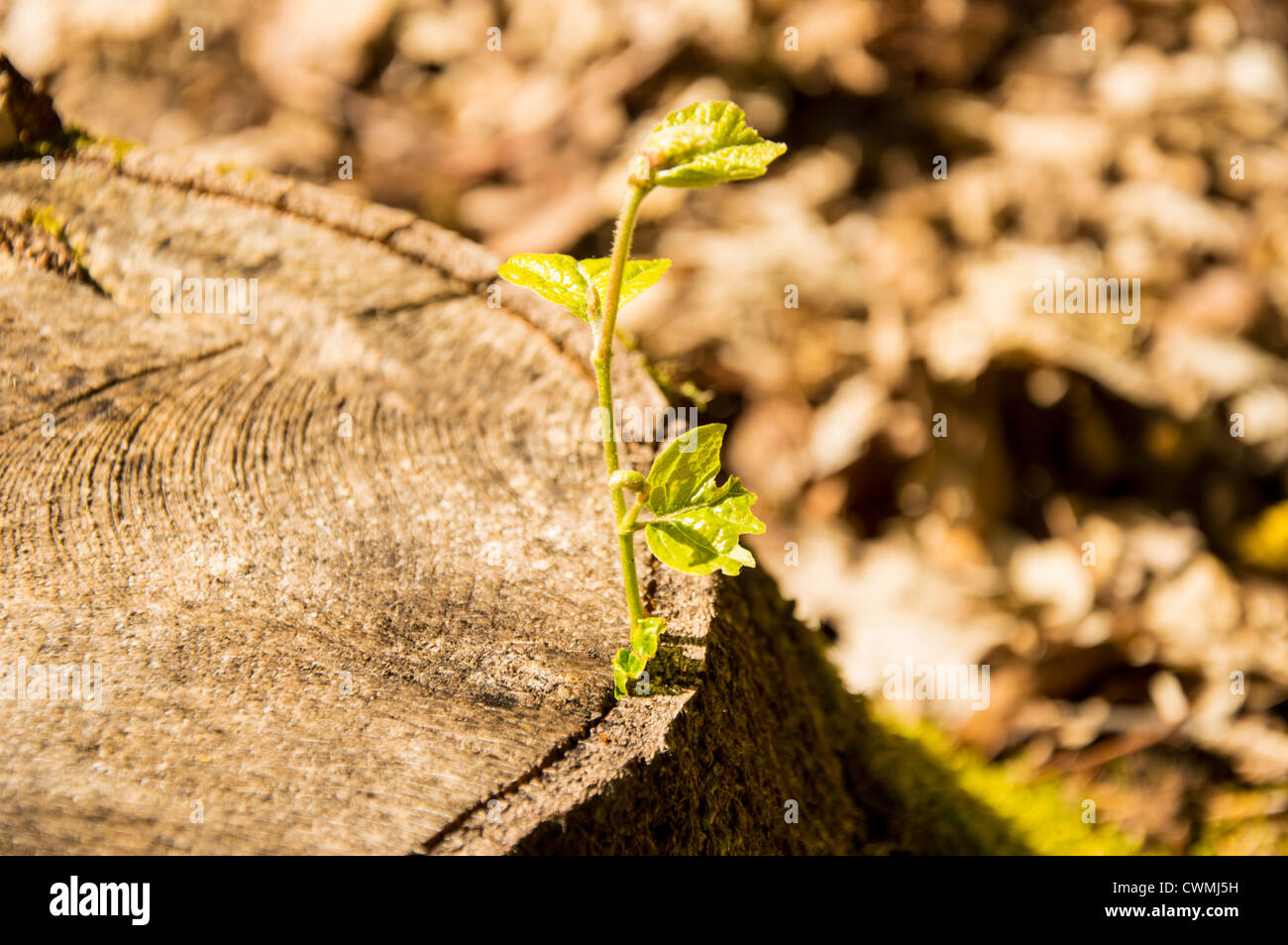 New life on a cutted tree in the woods Stock Photo - Alamy