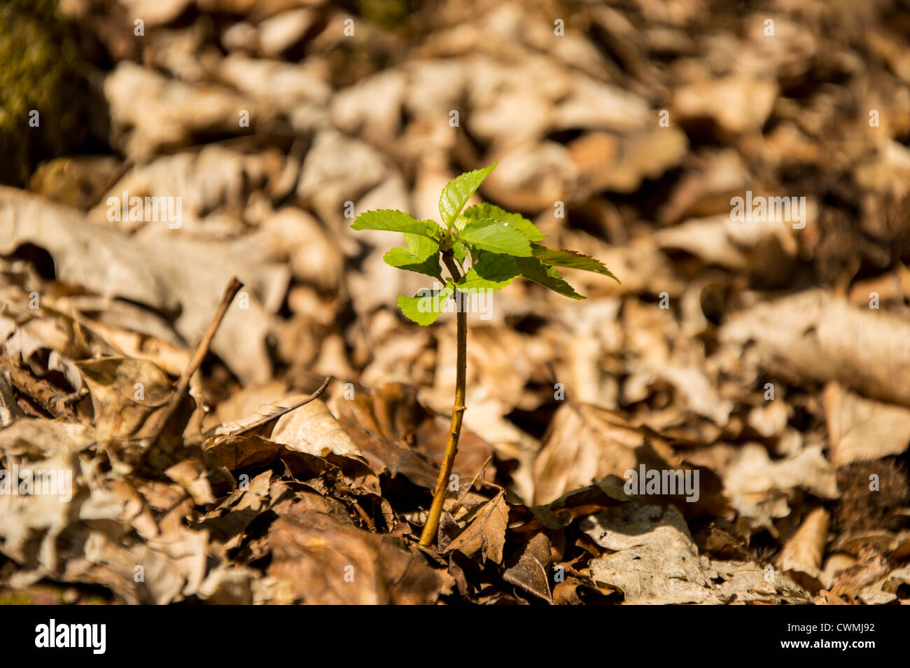 Small seedling photographed in the woods Stock Photo - Alamy