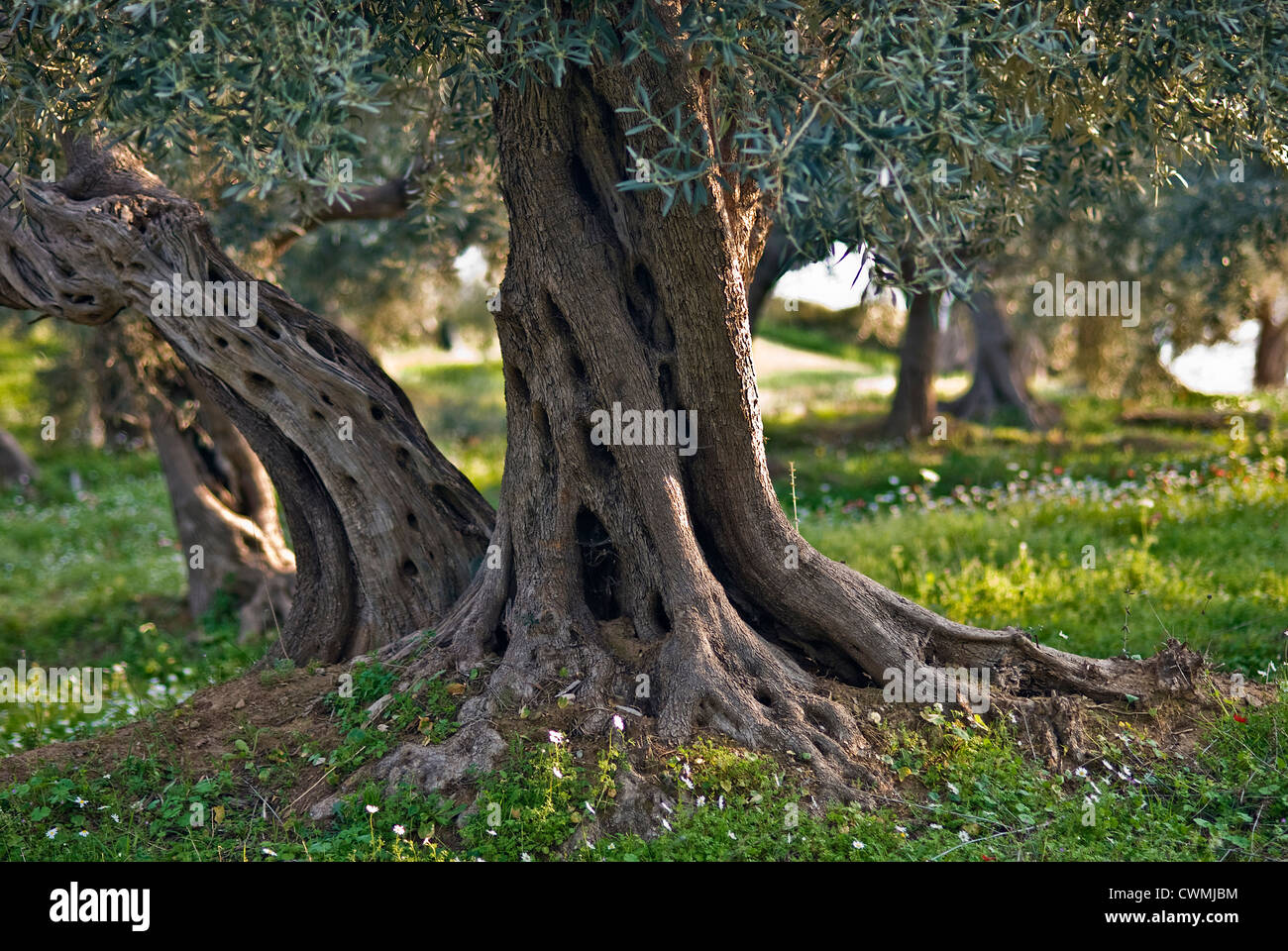 Olive tree on flowering meadow in old orchard (Pelion peninsular ...
