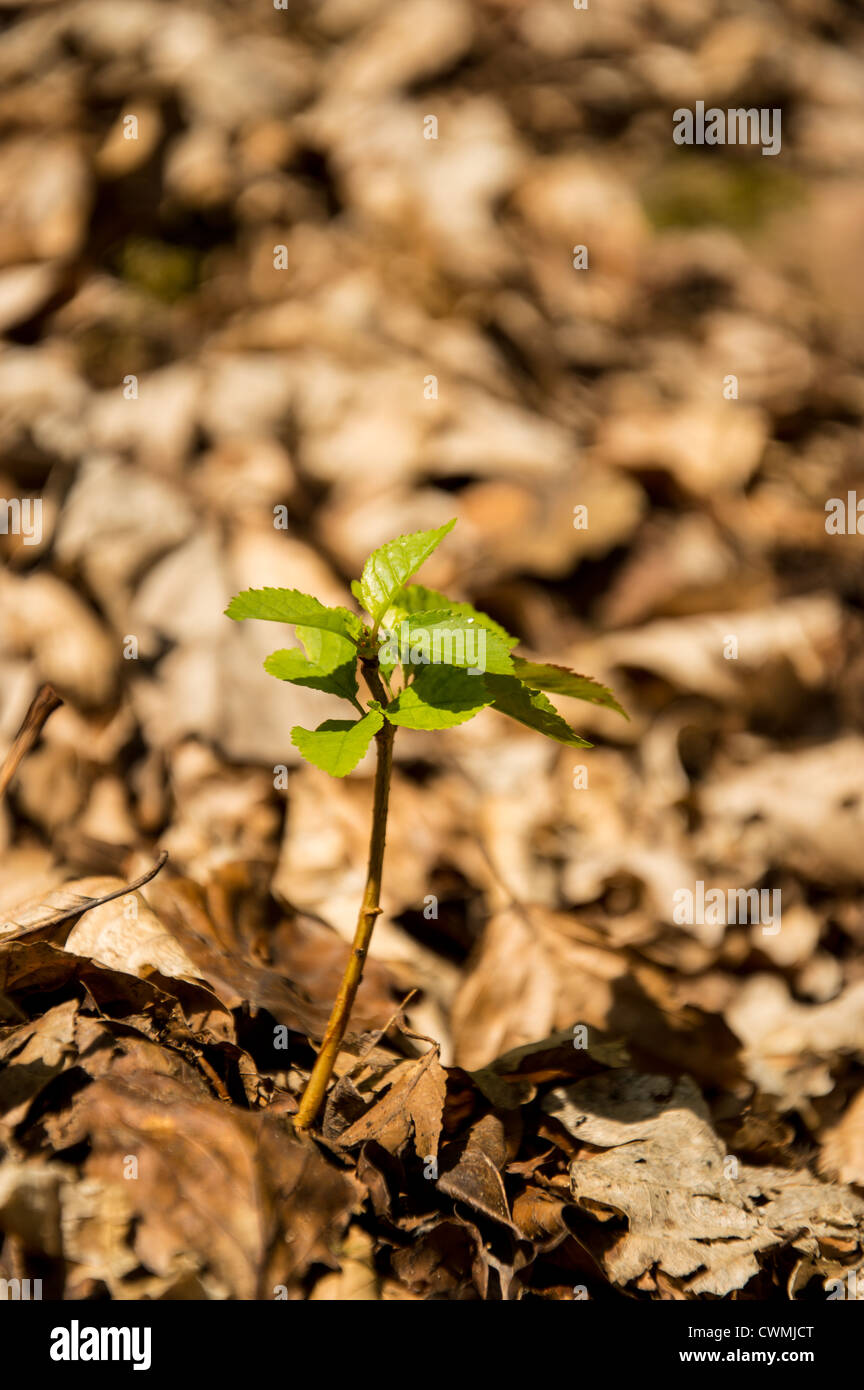 Small seedling photographed in the woods Stock Photo - Alamy