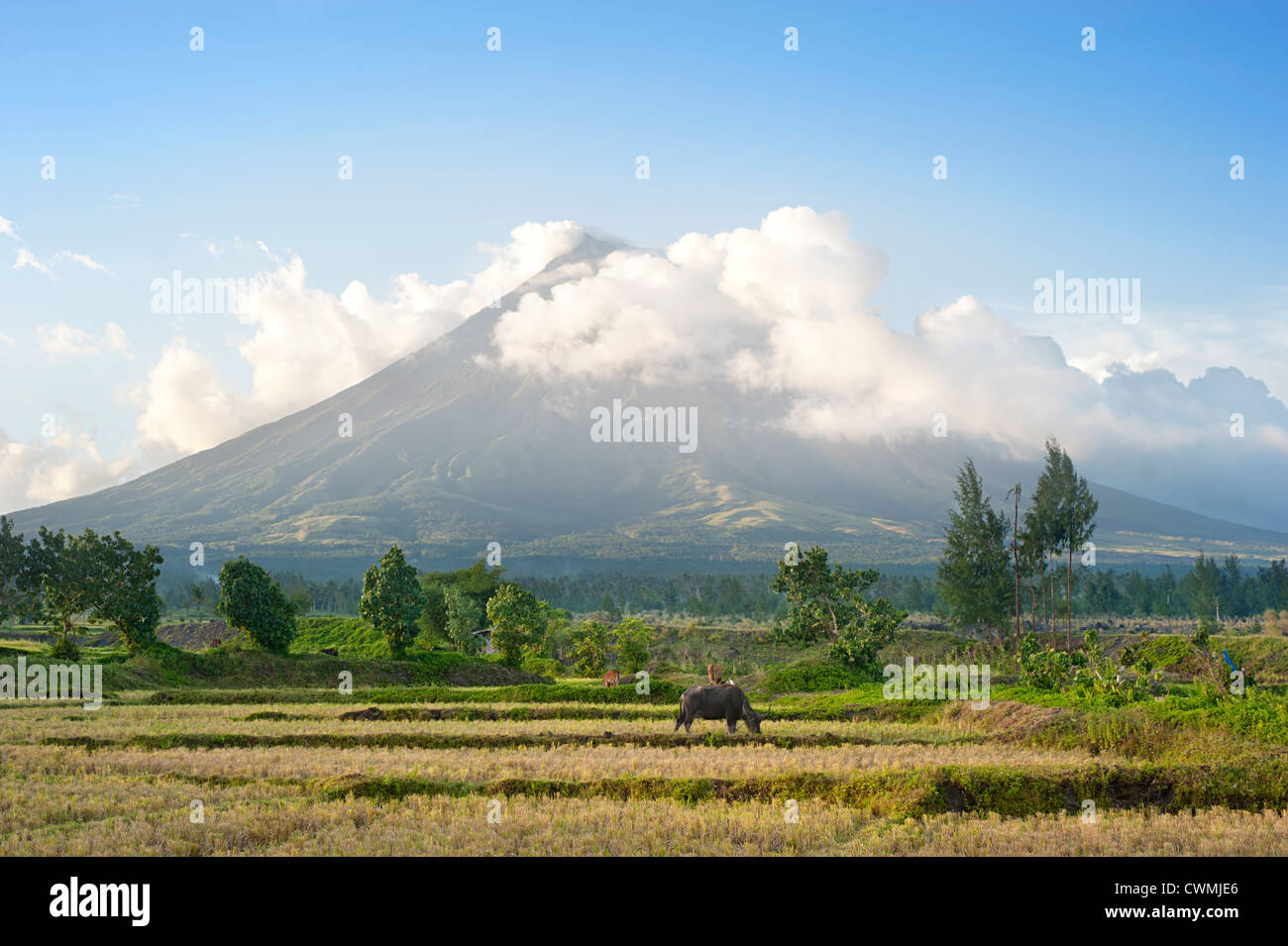 The Mayon Volcano - active volcano rising 2,462 metres, known as the ...