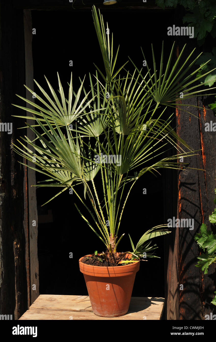 Chamaerops humilis pot hi-res stock photography and images - Alamy