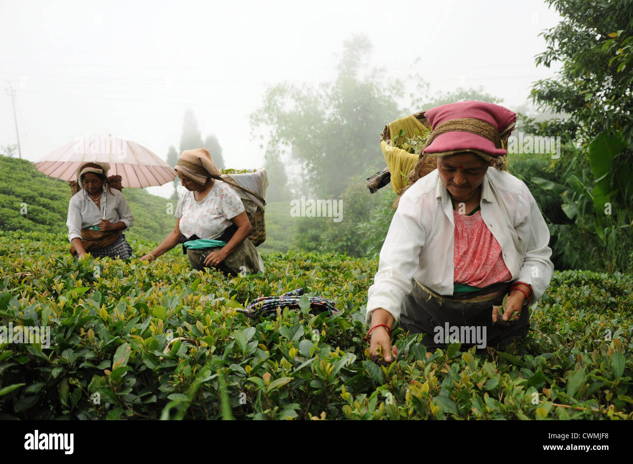 India garden plant hi-res stock photography and images - Alamy