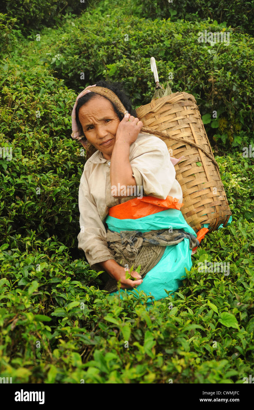Tea Pickers on Darjeeling tea garden, India Stock Photo - Alamy