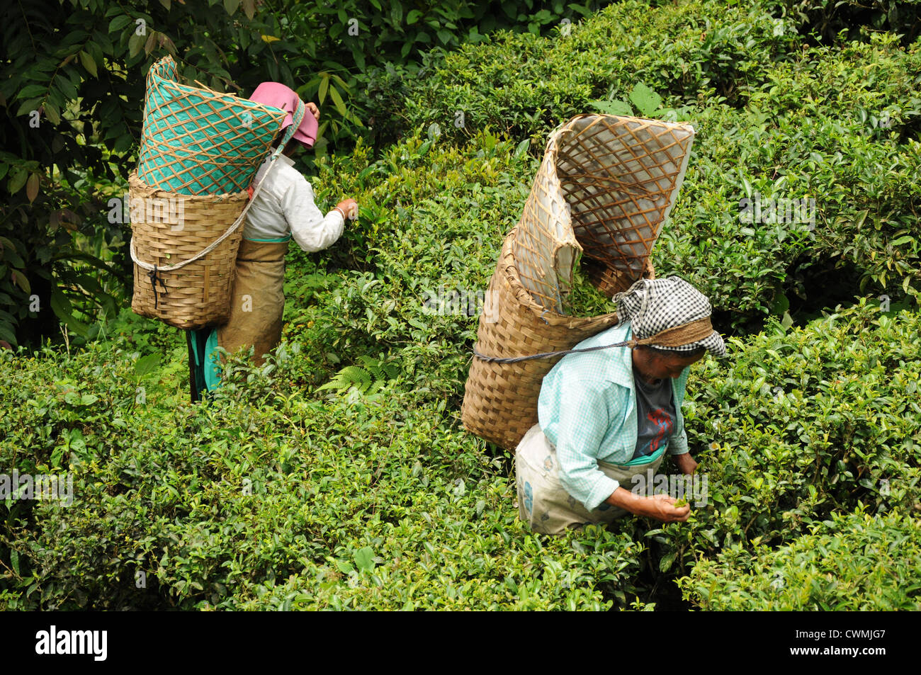 Darjeeling india tea picker hi-res stock photography and images - Alamy