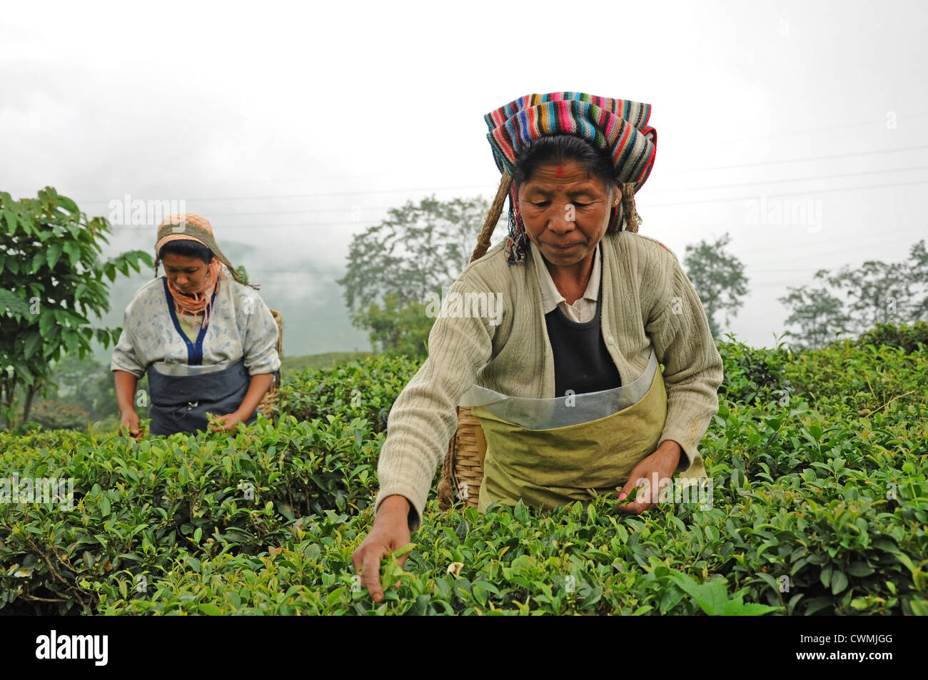 Darjeeling tea garden hi-res stock photography and images - Alamy