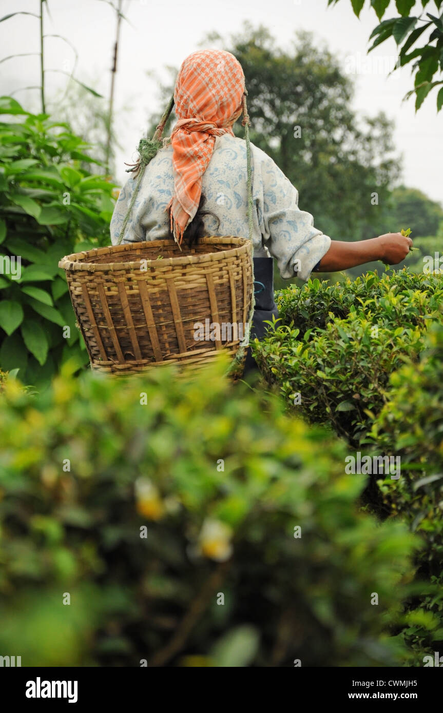 Female tea pickers basket on hi-res stock photography and images - Alamy