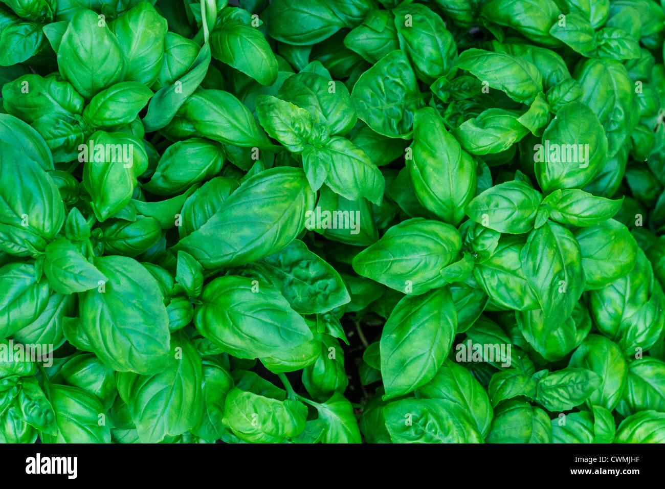 USA, New York City, Fresh basil Stock Photo - Alamy