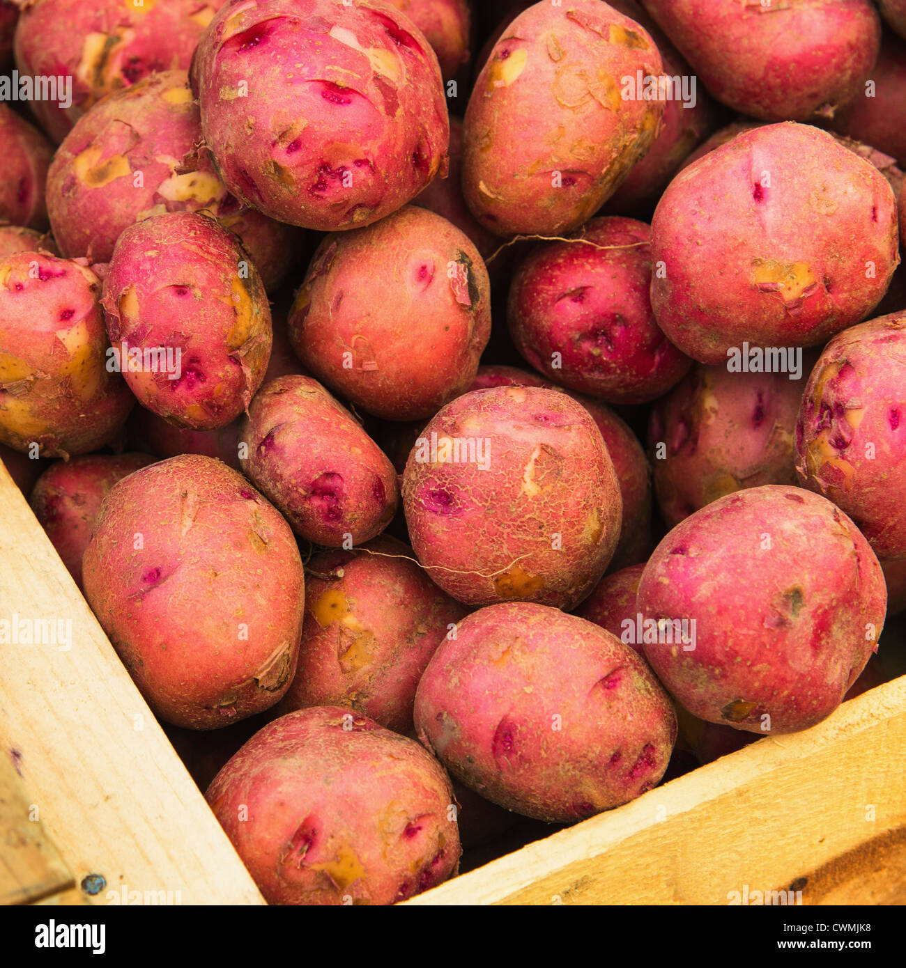 USA, New York City, Fresh red potatoes Stock Photo - Alamy