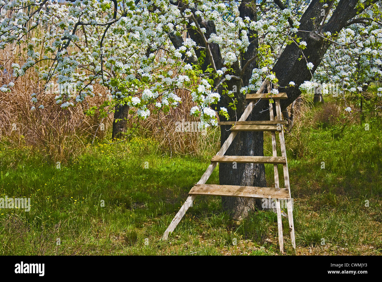 Blooming pear tree with ladder (Pelion peninsular, Thessaly, Greece ...