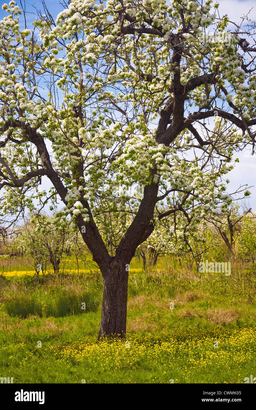 Blooming pear tree hi-res stock photography and images - Alamy