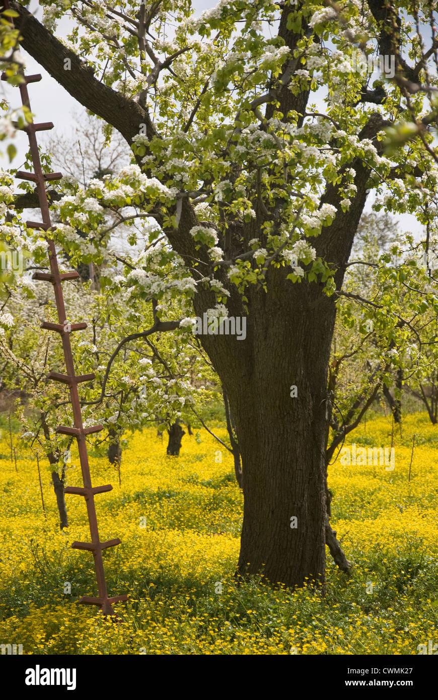 Blooming pear trees with ladder on flowering meadow (Pelion peninsular ...
