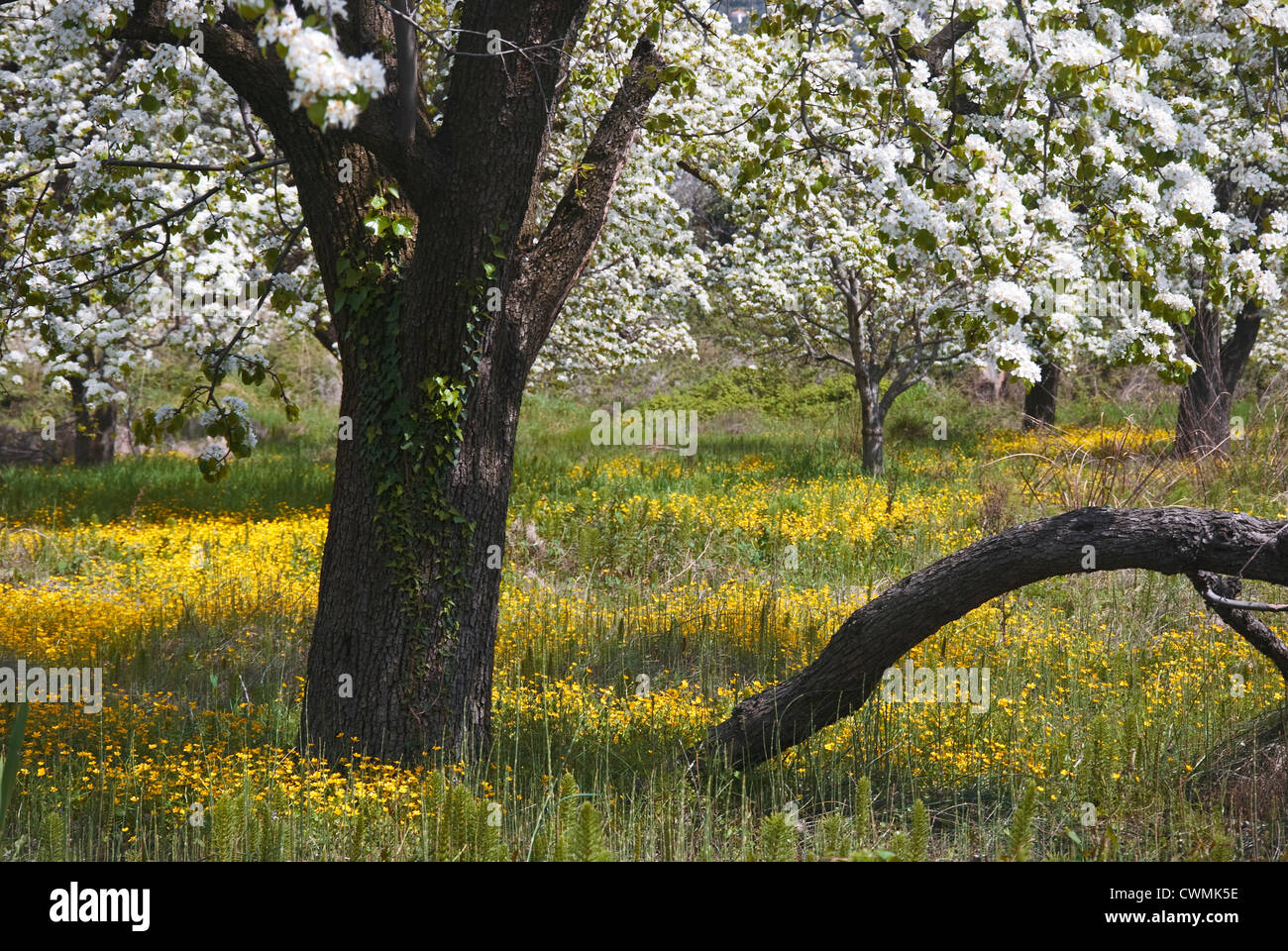 Blooming pear tree on flowering meadow (Pelion peninsular, Thessaly ...