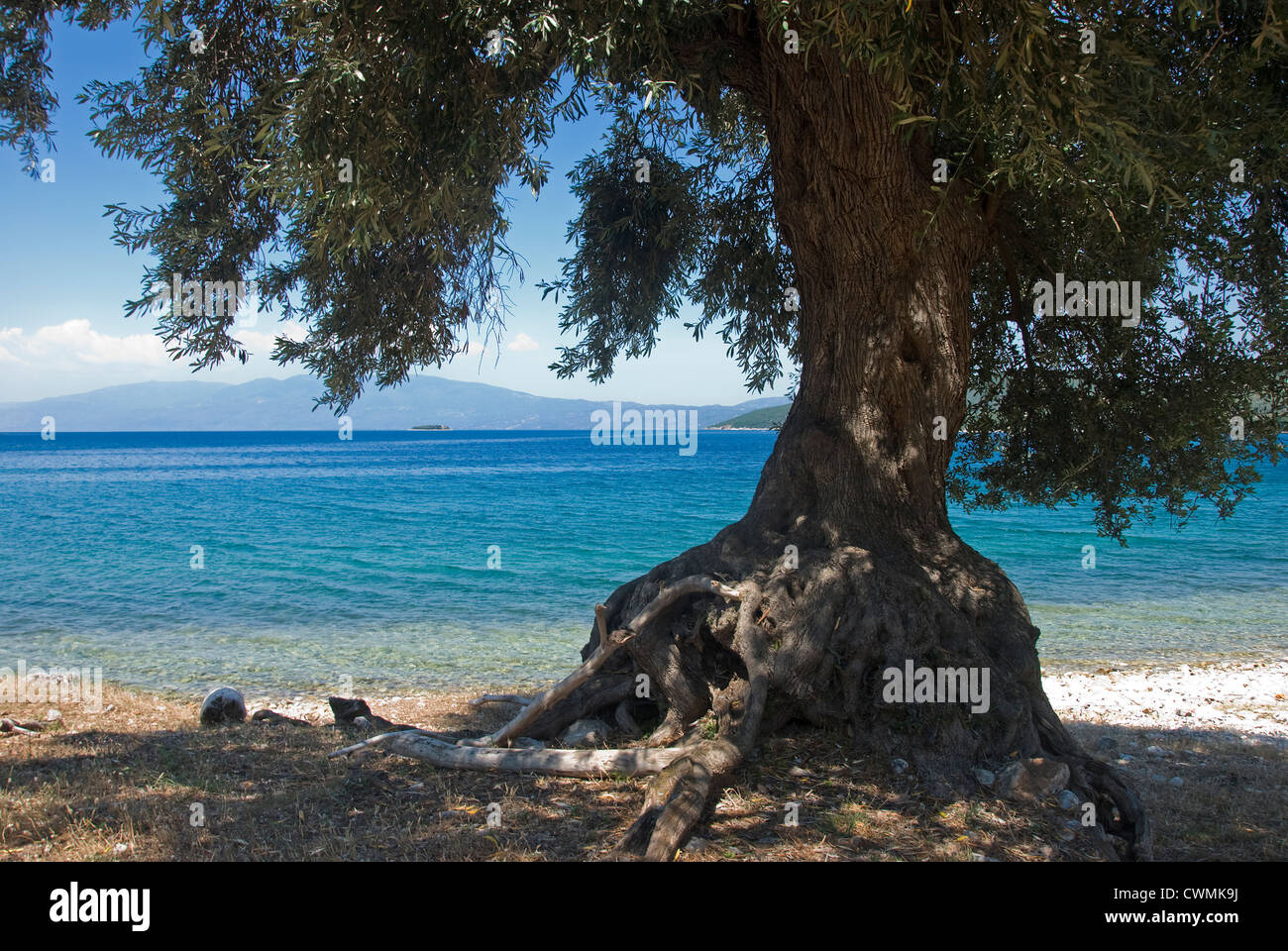 Olive tree on the beach (Pelion peninsular, Thessaly, Greece Stock ...