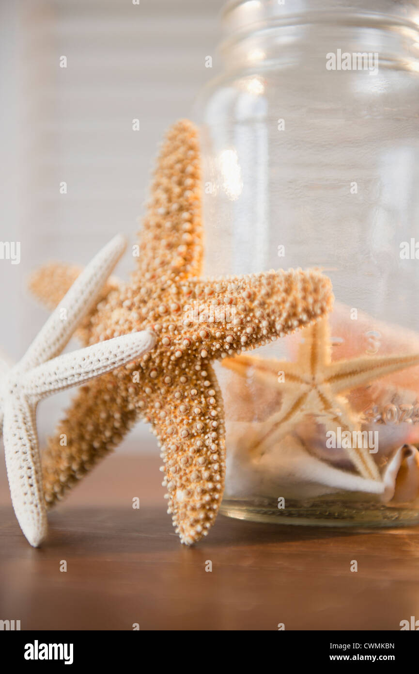 Studio Shot of dried starfish Stock Photo - Alamy
