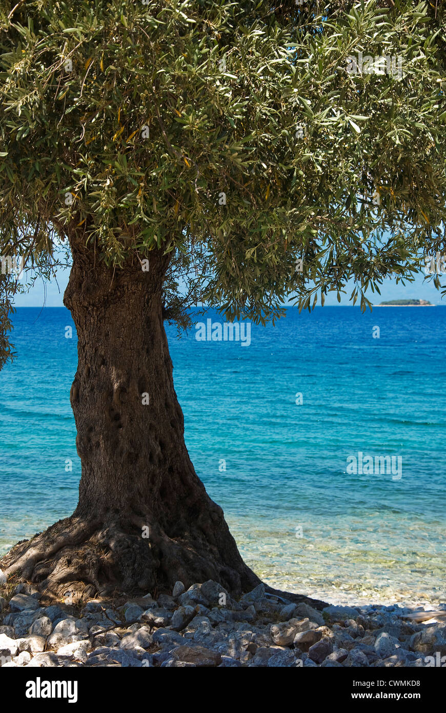 Olive tree old greece hi-res stock photography and images - Alamy