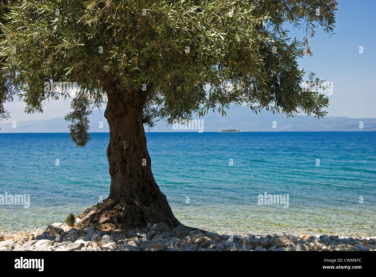 Olive tree on the beach (Pelion peninsular, Thessaly, Greece Stock ...