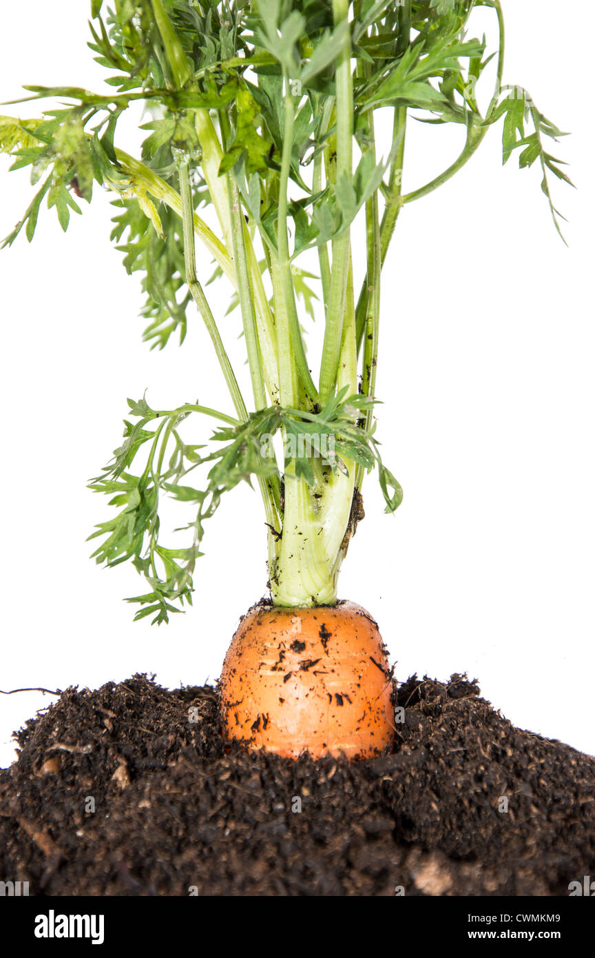 Carrot in earth isolated on white background Stock Photo - Alamy