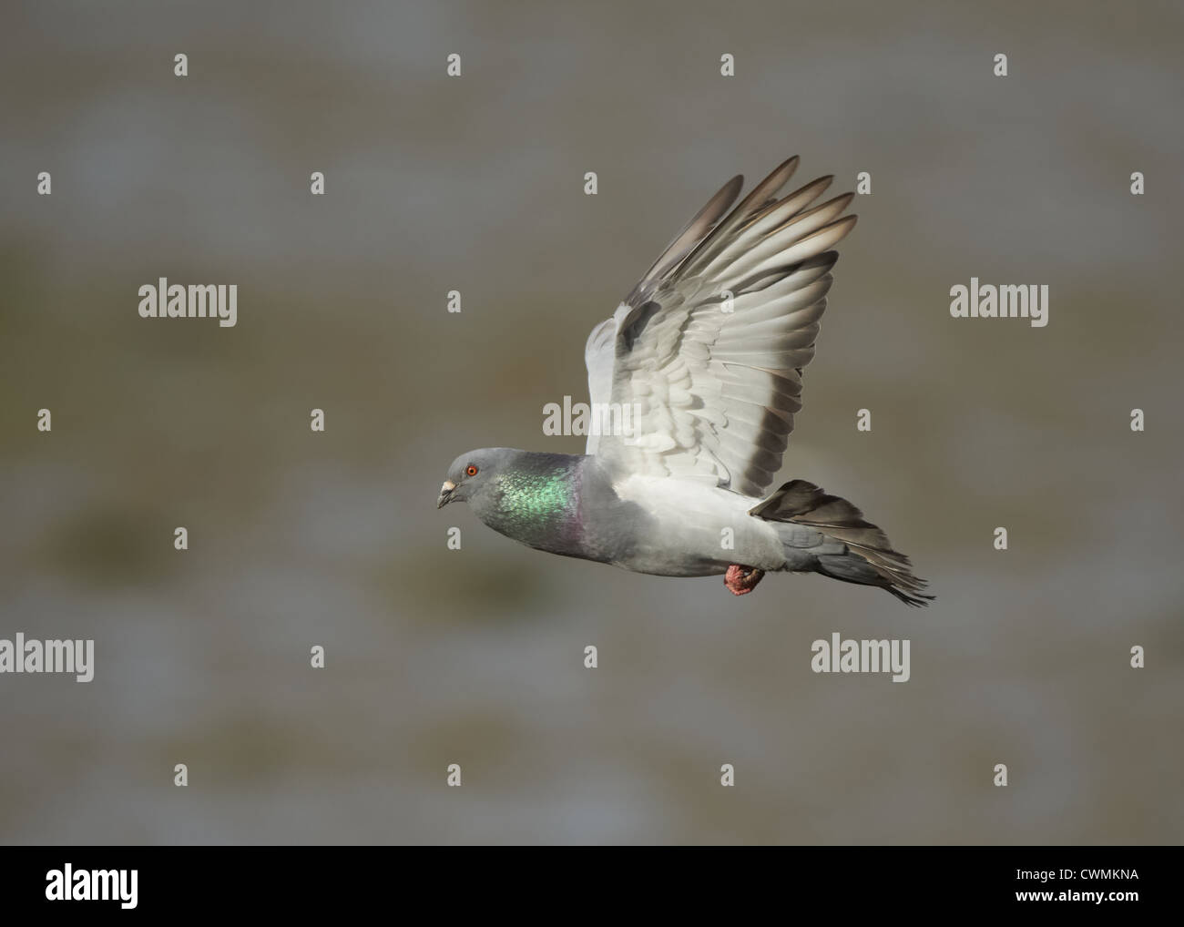 Feral Pigeon in flight Stock Photo - Alamy