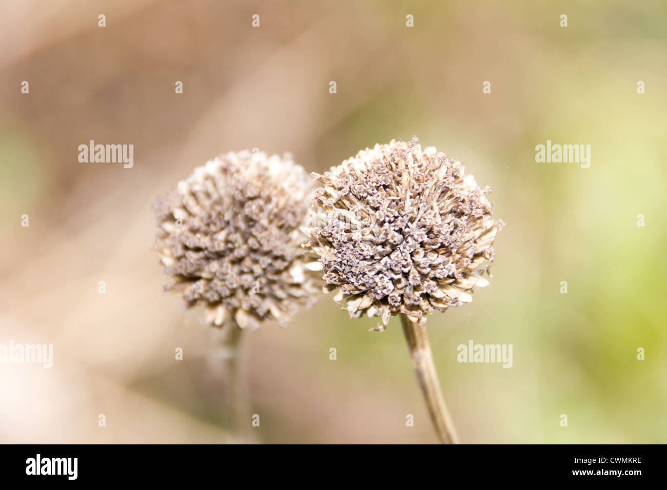 Desiccated flowers hi-res stock photography and images - Alamy