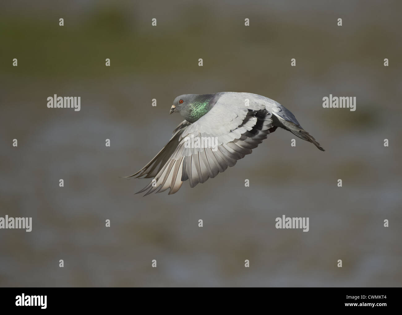 Racing pigeon hi-res stock photography and images - Alamy