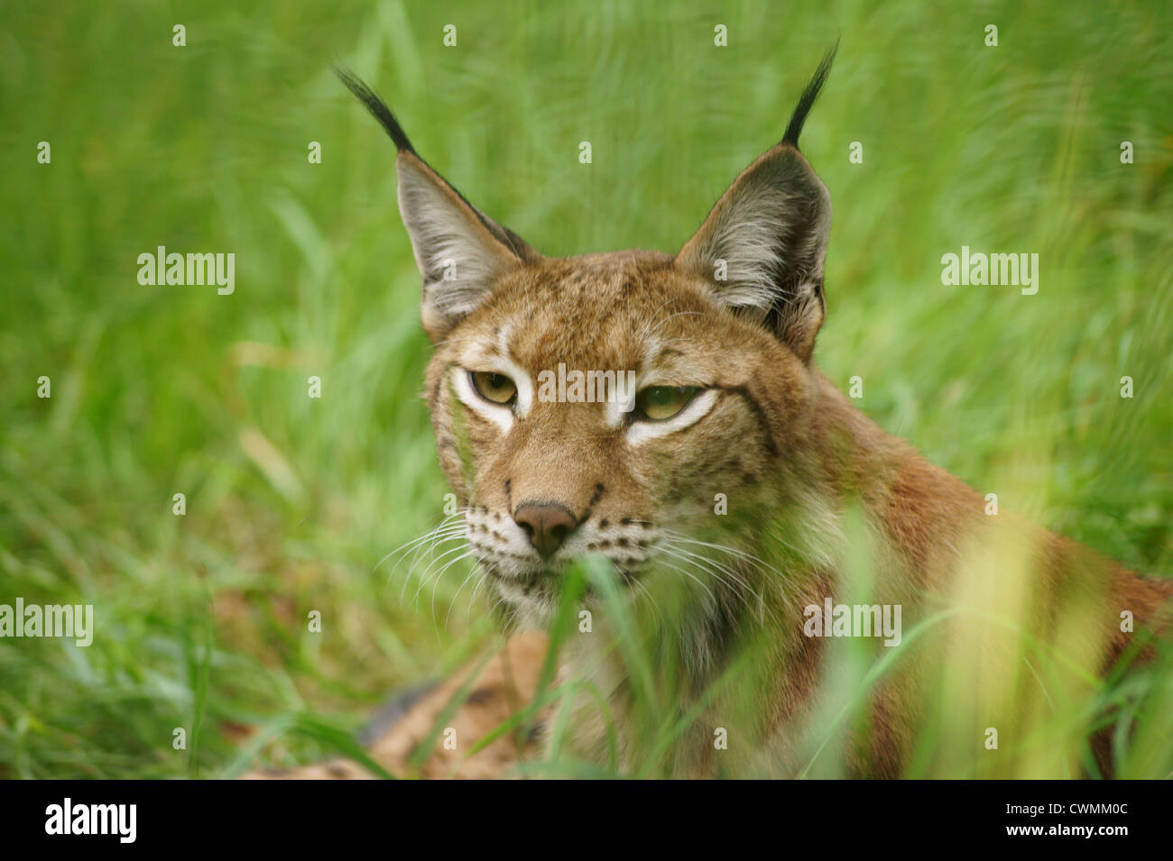 Normalperspektive hi-res stock photography and images - Alamy