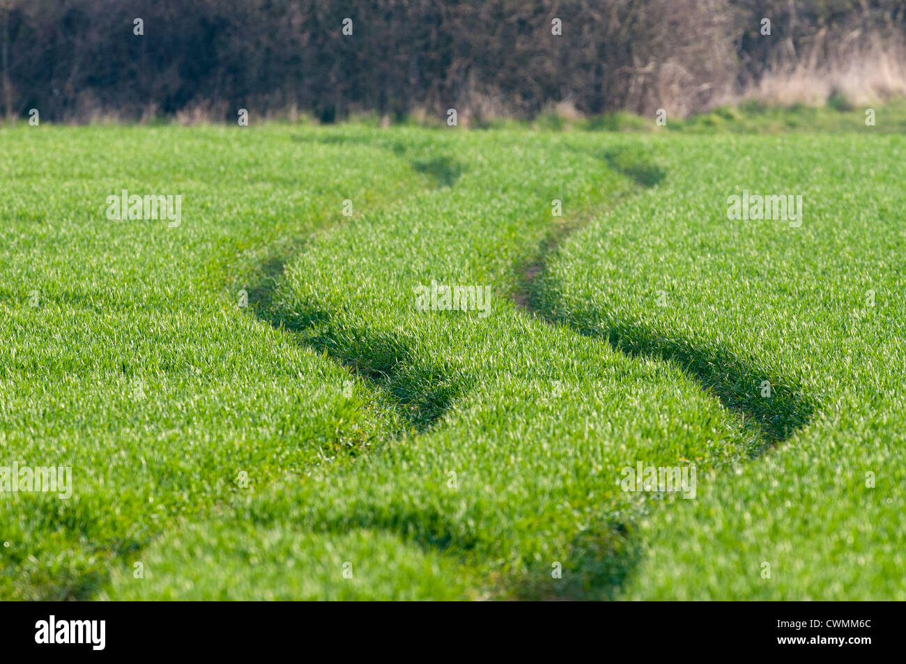 Tractor track through arable field Stock Photo - Alamy