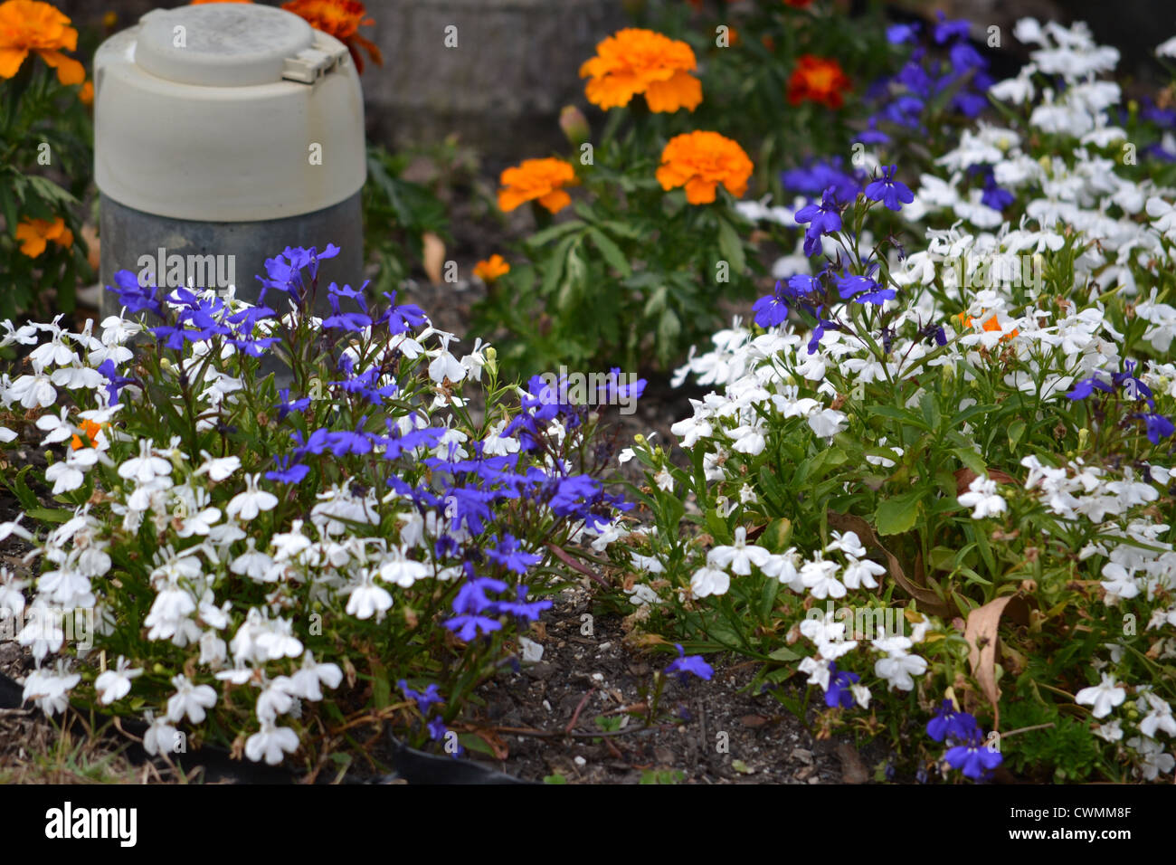 small flower bed surrounding water meter Stock Photo - Alamy
