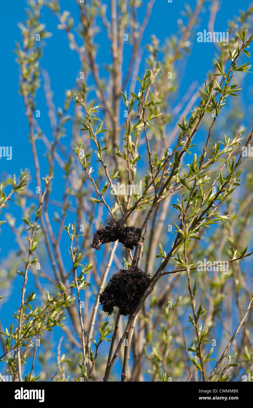 Parasitic growth on willow tree (salix spp Stock Photo - Alamy