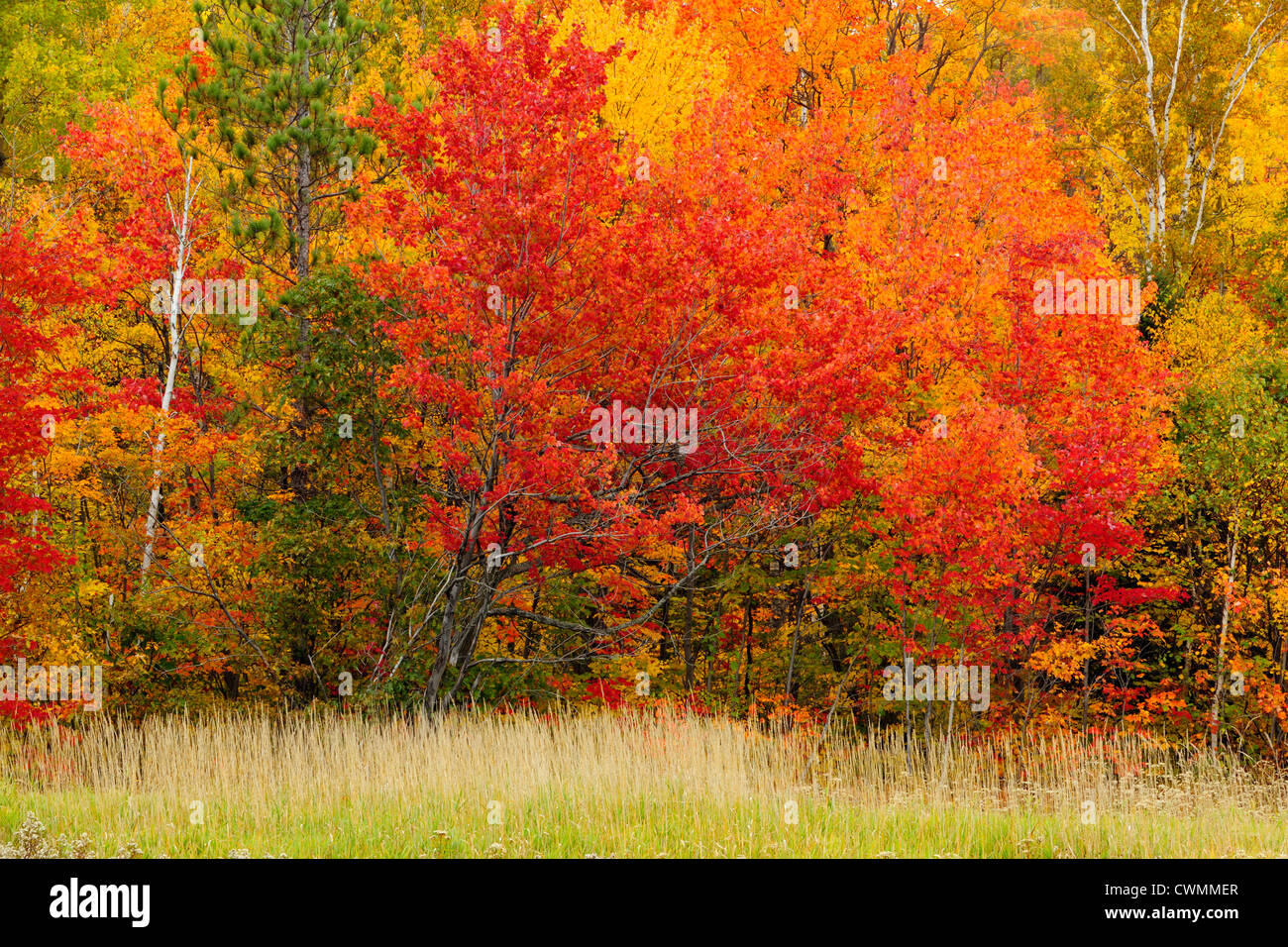 Colorful hardwoods hi-res stock photography and images - Alamy