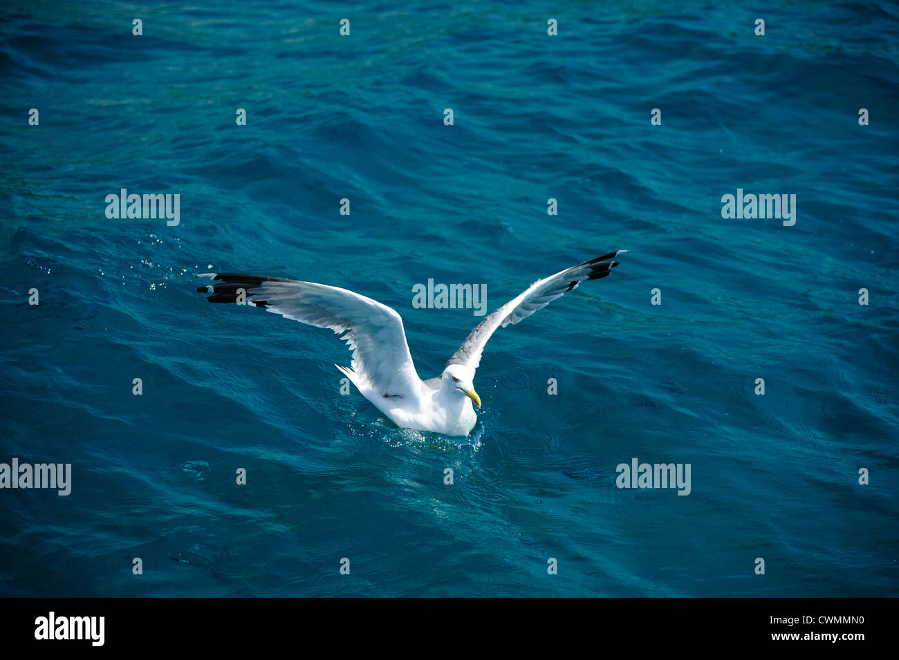 Seagull on mediterranean coast hi-res stock photography and images - Alamy