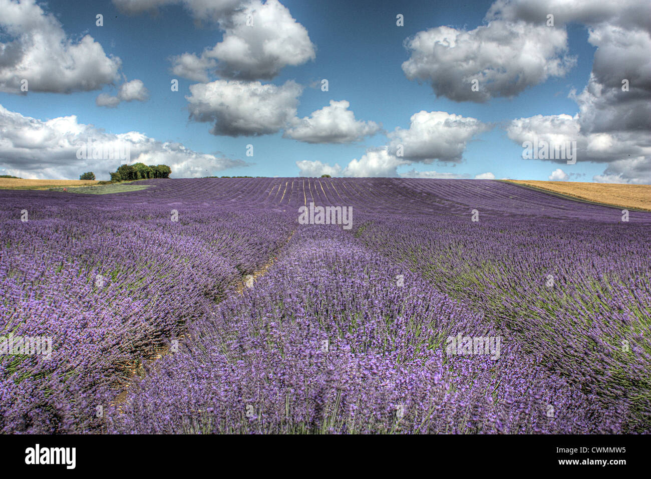 Lavender field hitchin hi-res stock photography and images - Alamy
