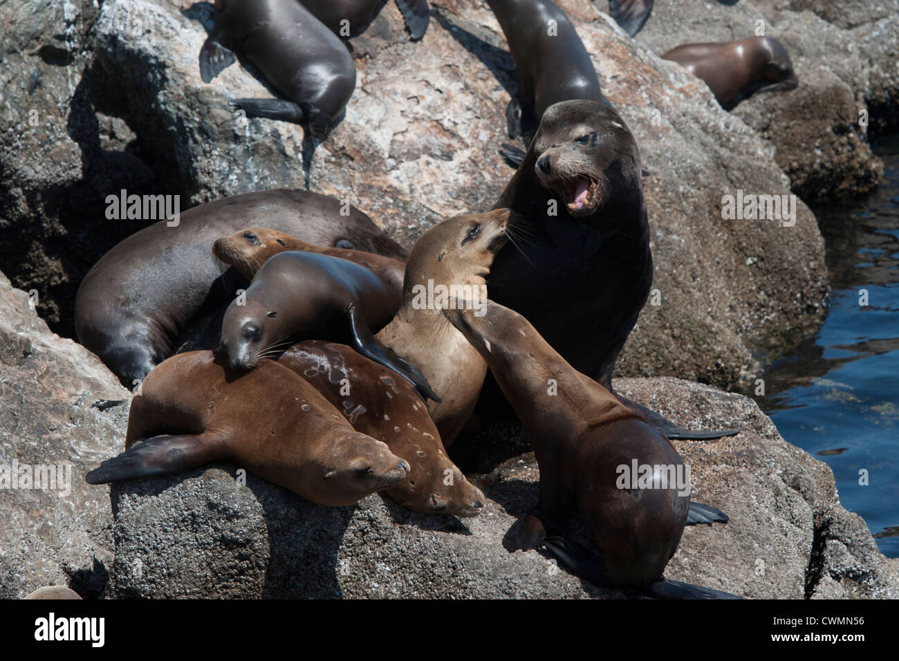 California sealions, Zalophus californianus, very large dominant bull ...