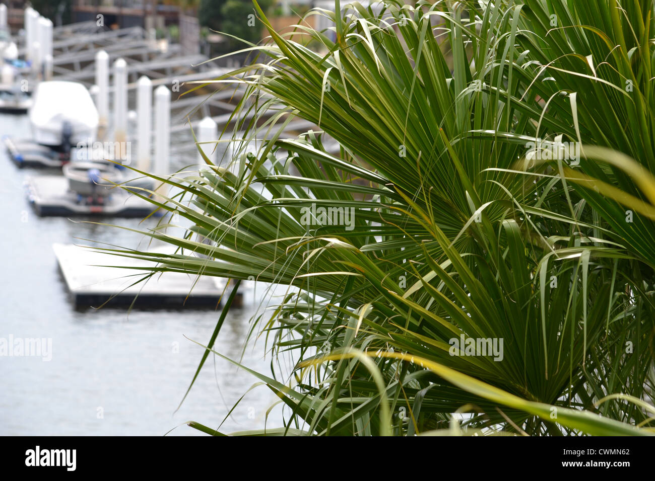 Palm canal hi-res stock photography and images - Alamy