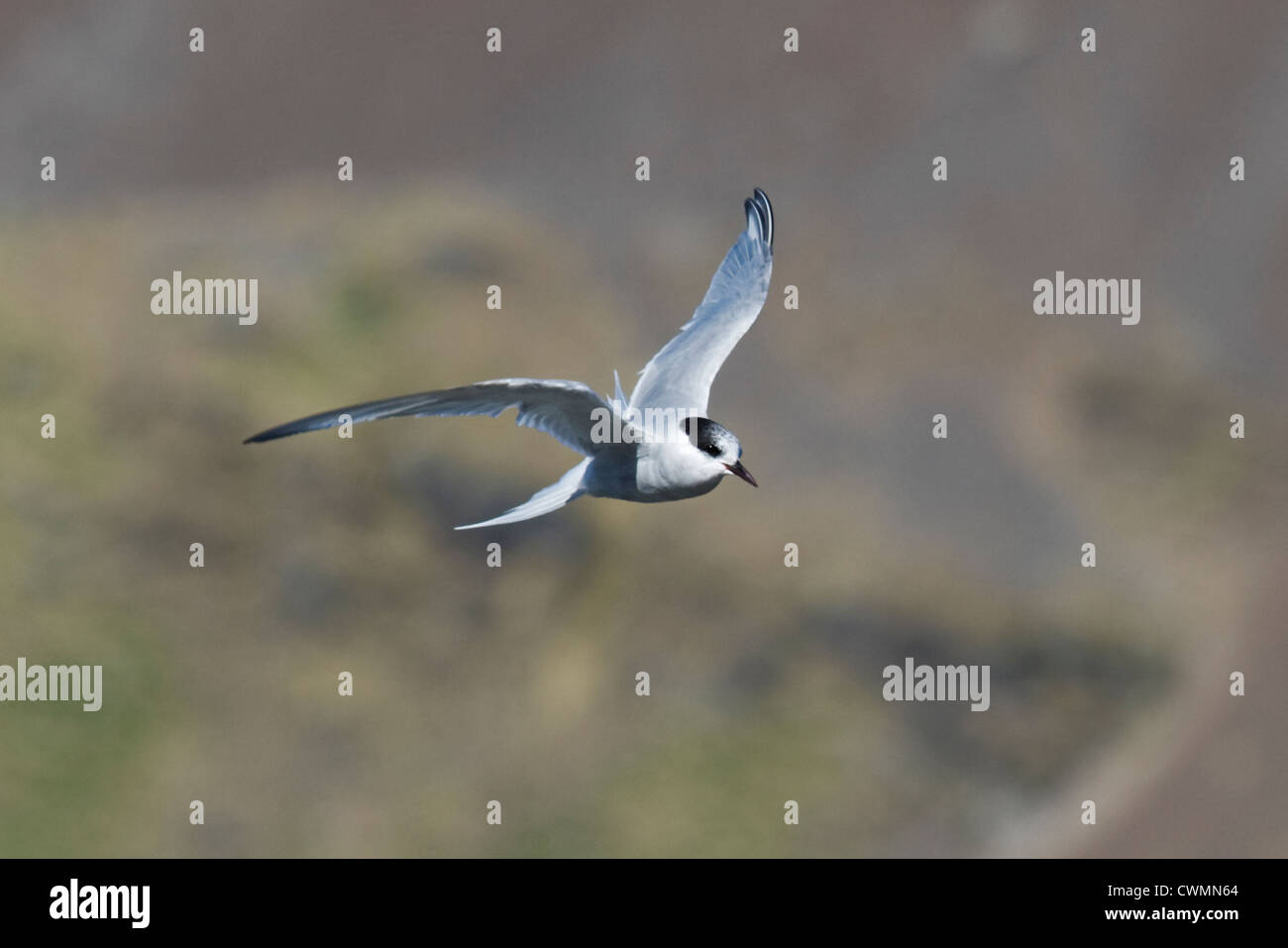 Antarctic Tern (Sterna vittata) adult animal in flight. South Georgia ...