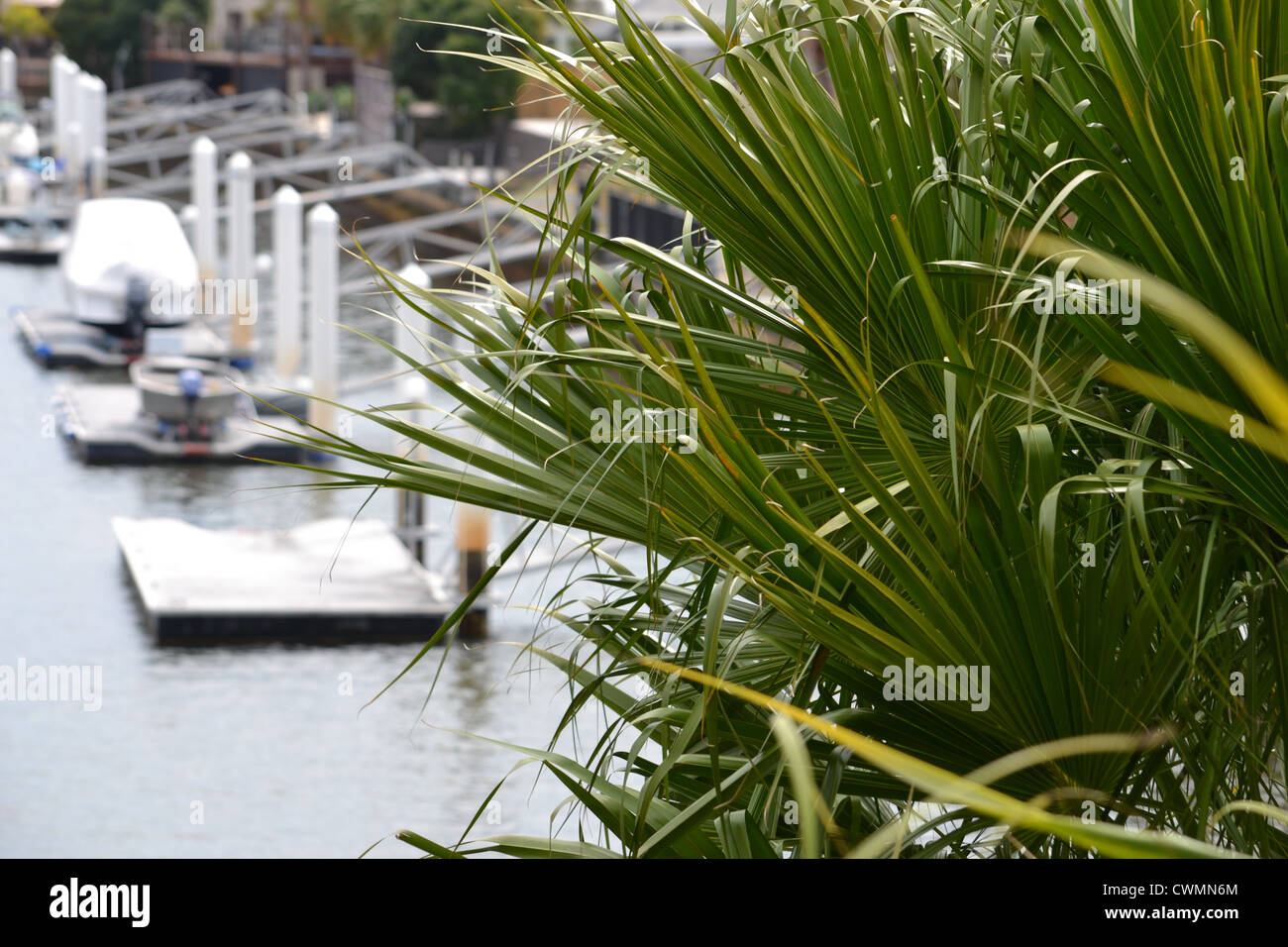 View of canal though palm tree Stock Photo - Alamy