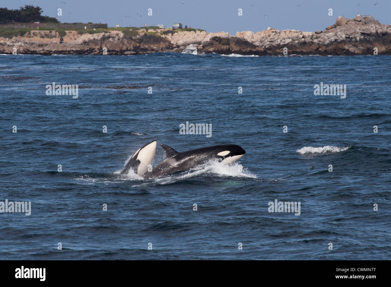Transient orca whales hi-res stock photography and images - Alamy