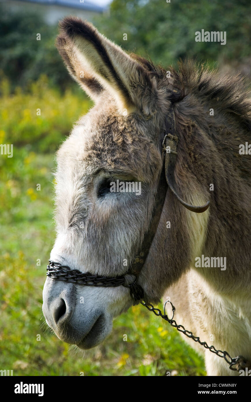 Portrait of a donkey in profile standing on a yellow-blossomed meadow ...