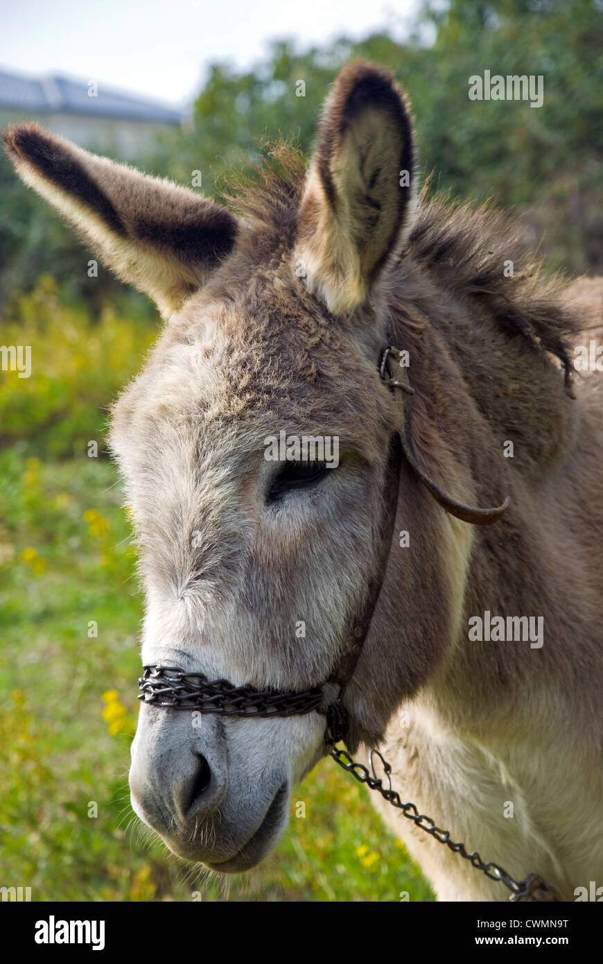 Portrait of a donkey in profile standing on a yellow-blossomed meadow ...