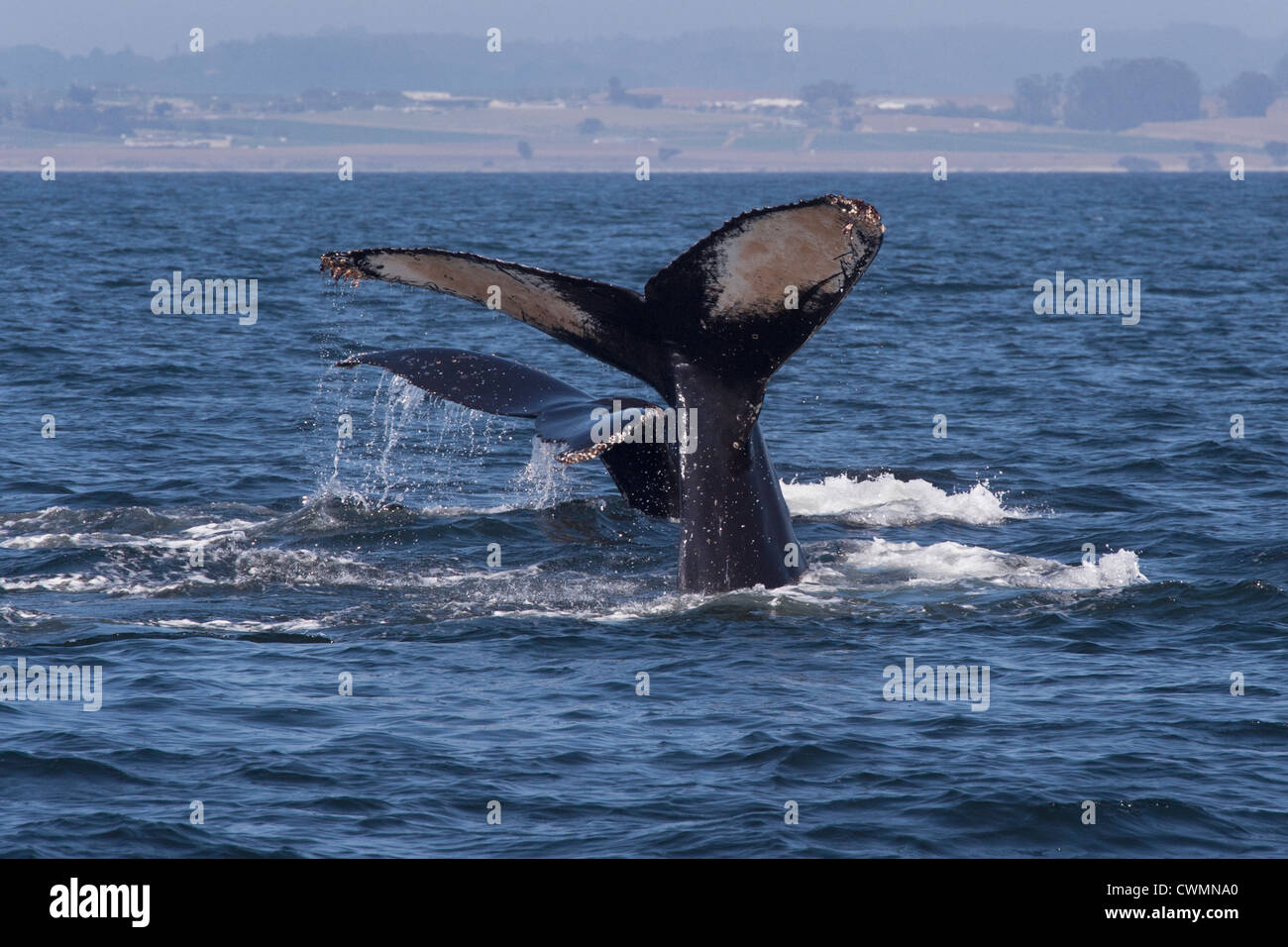 Humpback Whales (Megaptera novaeangliae) double fluke. Monterey ...