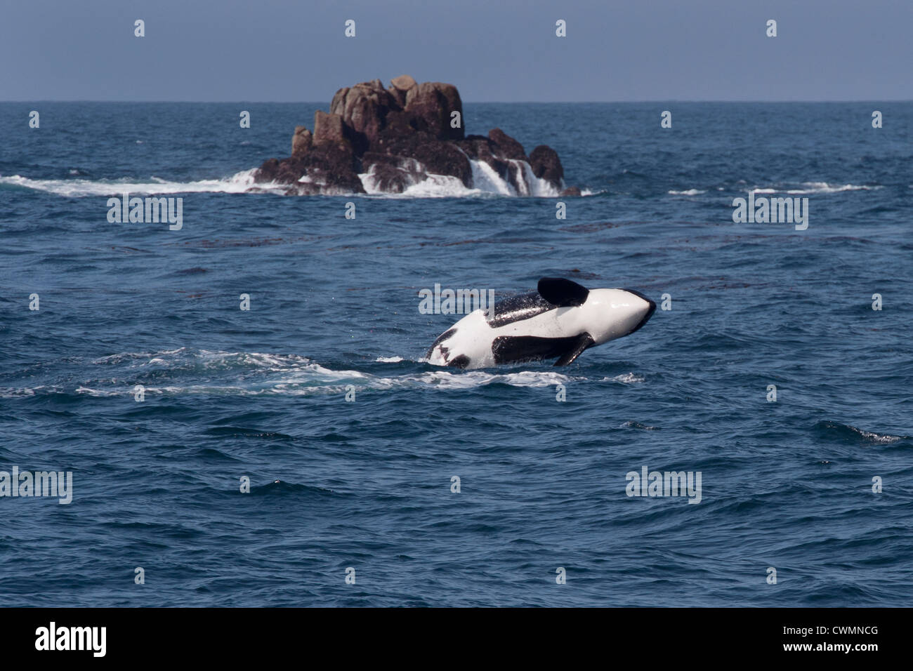 Juvenile Transient Killer Whale or Orca (Orcinus orca), breaching ...