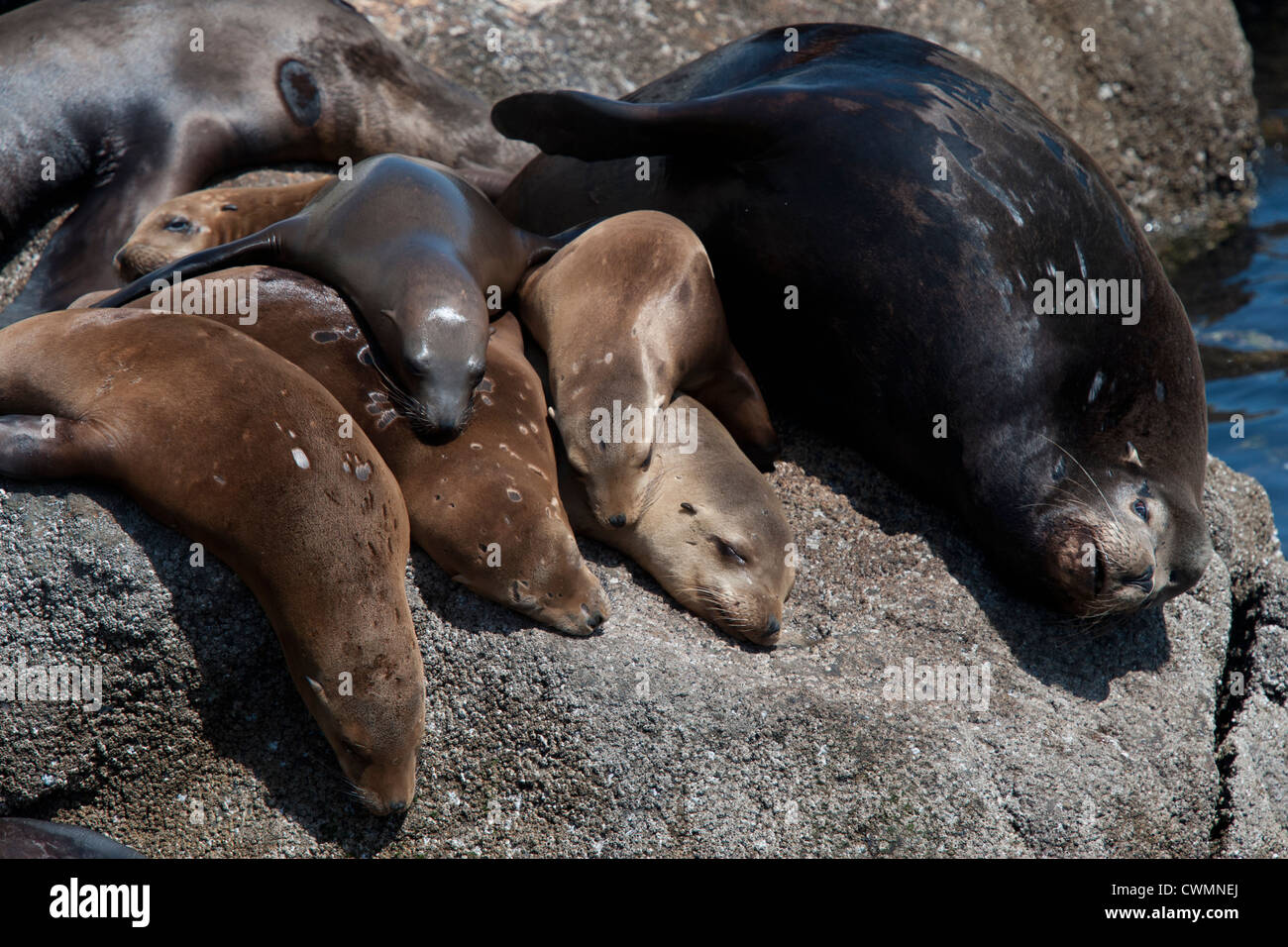 Dominant bull hi-res stock photography and images - Alamy