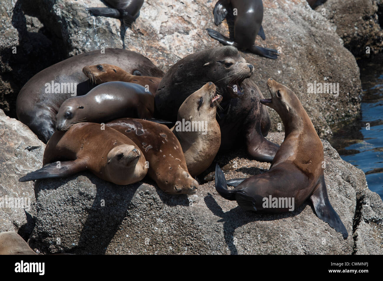 Sagittal crest hi-res stock photography and images - Alamy