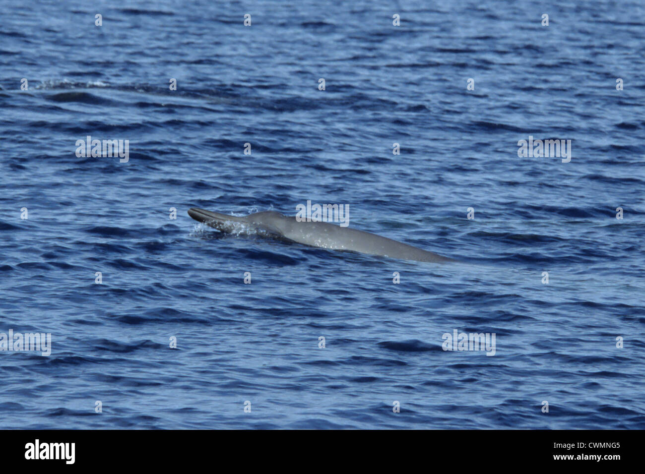 Mesoplodont whale hi-res stock photography and images - Alamy