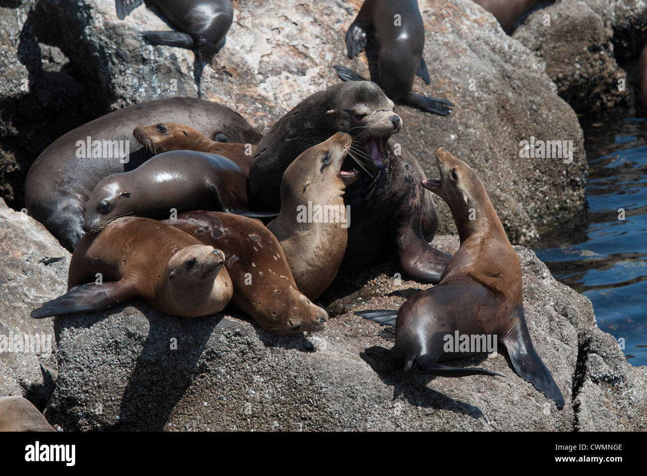 California sealions, Zalophus californianus, very large dominant bull ...