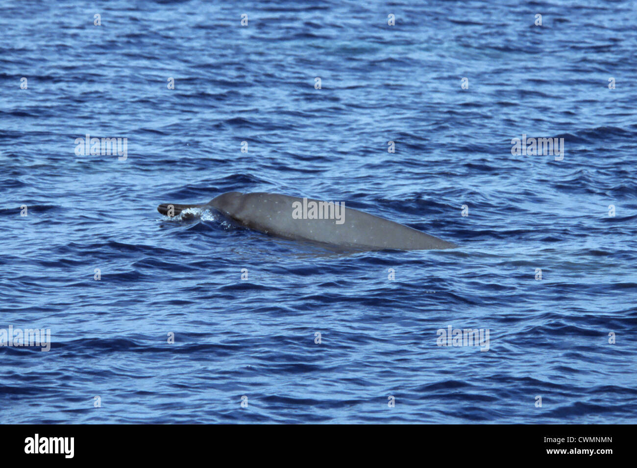 Mesoplodont whale hi-res stock photography and images - Alamy