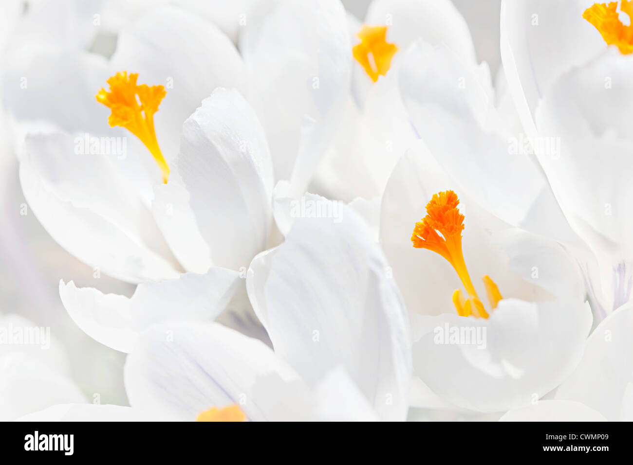 Crocus white flowers hi-res stock photography and images - Alamy